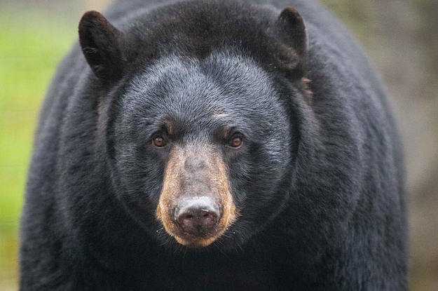 Video Shows Mountain Biker Narrowly Escaping Bear Attack in Montana ...