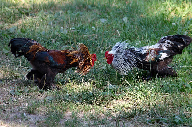 Rooster Kills Owner During Illegal Cockfight in India | Complex