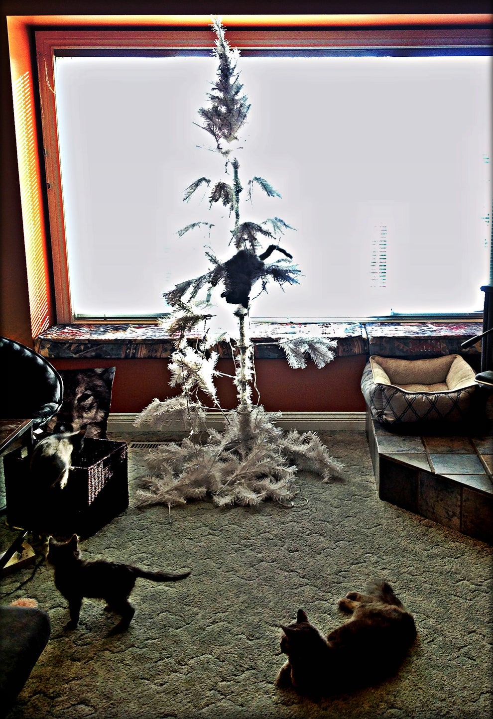 16 Animals That Caused Chaos At Christmas