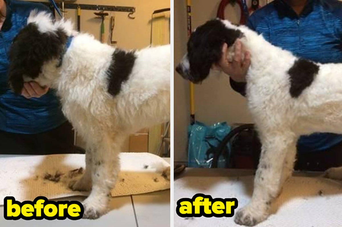 How Many Strokes Per Minute For Border Collie Clippers