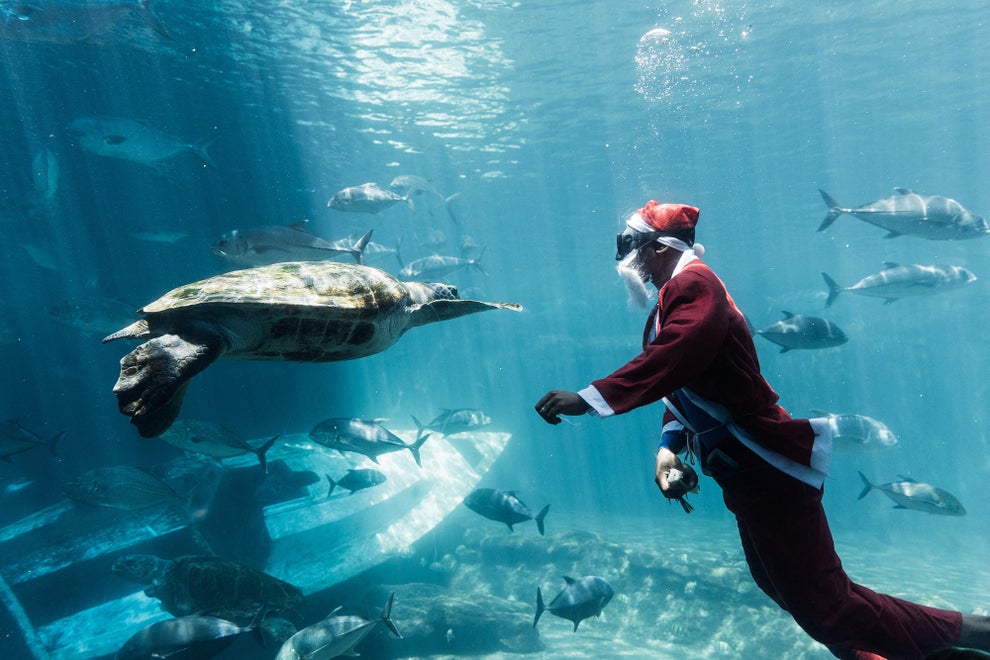 Here’s A Look At The Vast World Of Santas And Animals