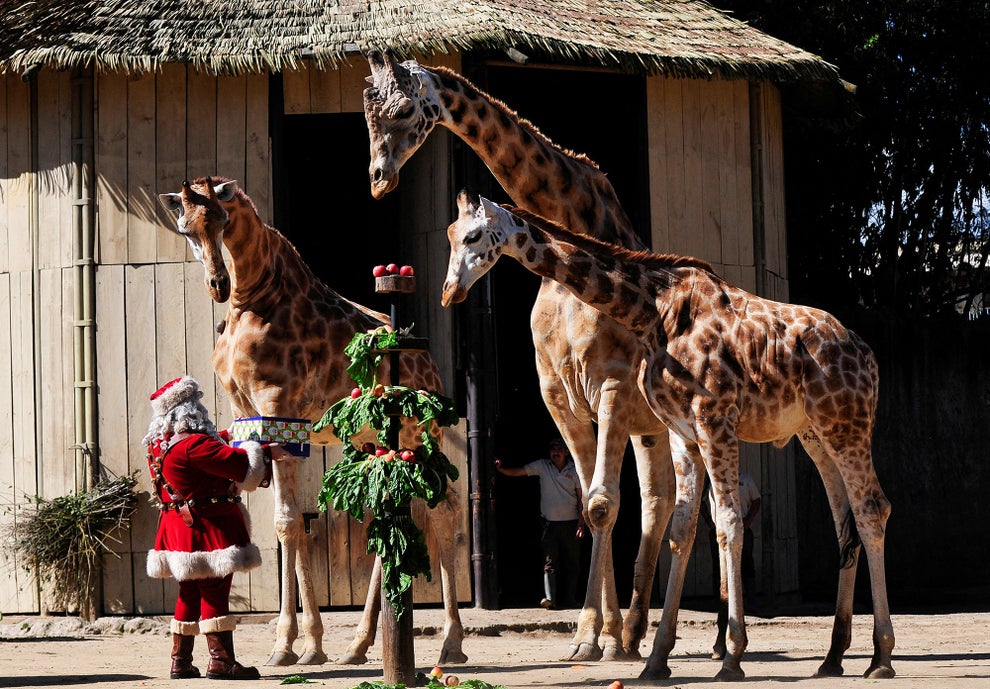 Here’s A Look At The Vast World Of Santas And Animals