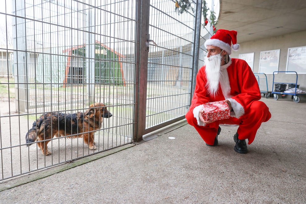 Here’s A Look At The Vast World Of Santas And Animals