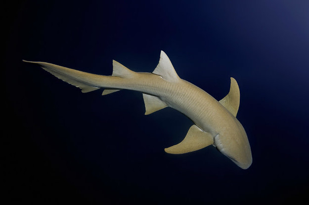 Shark Yanks Woman Into Water After She Tries to Feed It | Complex