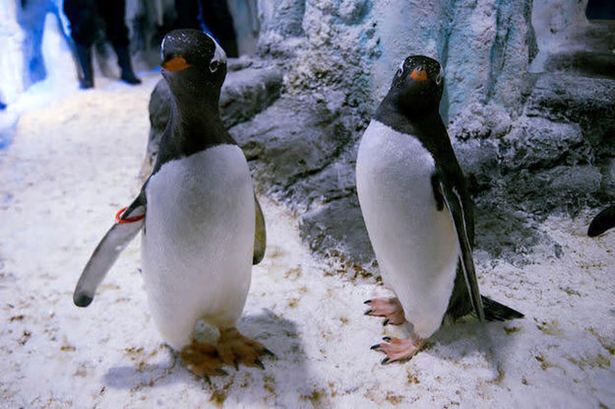 Real Penguins