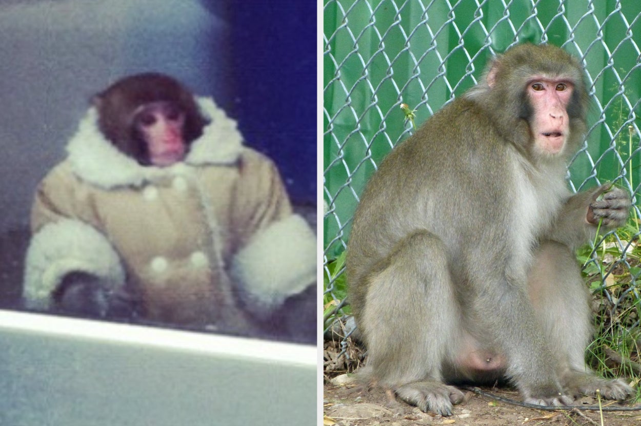 ikea monkey arctic monkeys