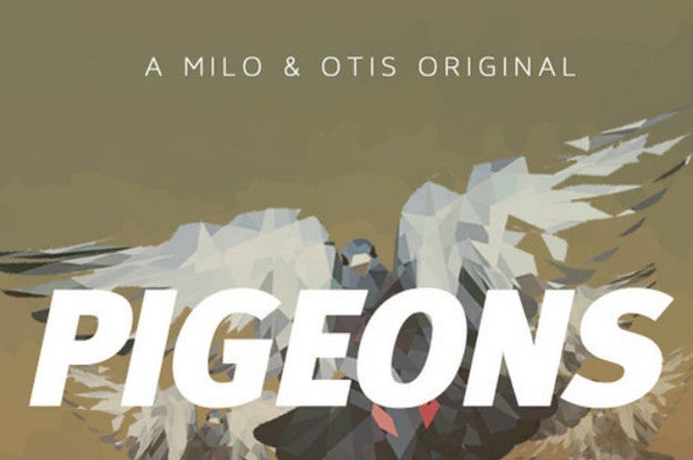 Milo & Otis Wish You a Happy Pigeon Day! | Complex