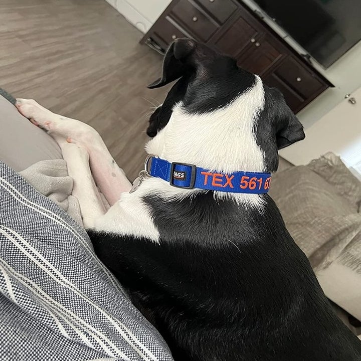 27 Dog Products That Reviewers Say Are Must-Haves