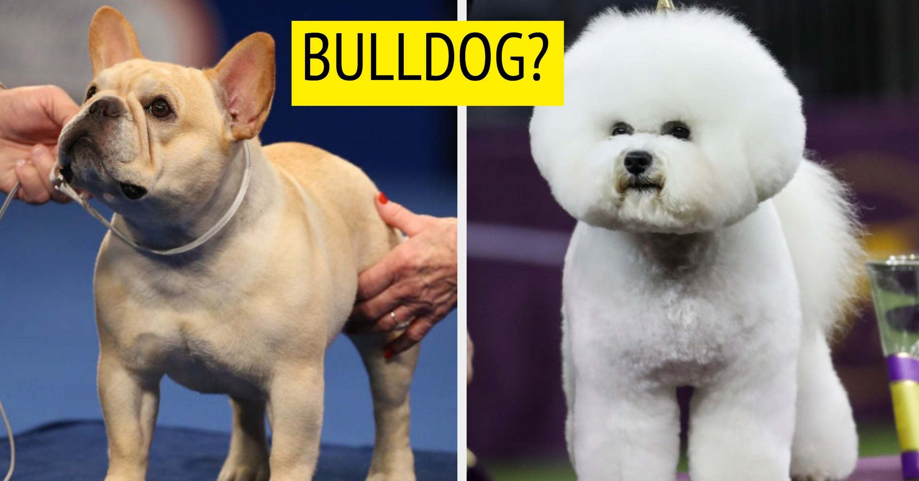 How Many Of These Dog Breeds Can You Name?