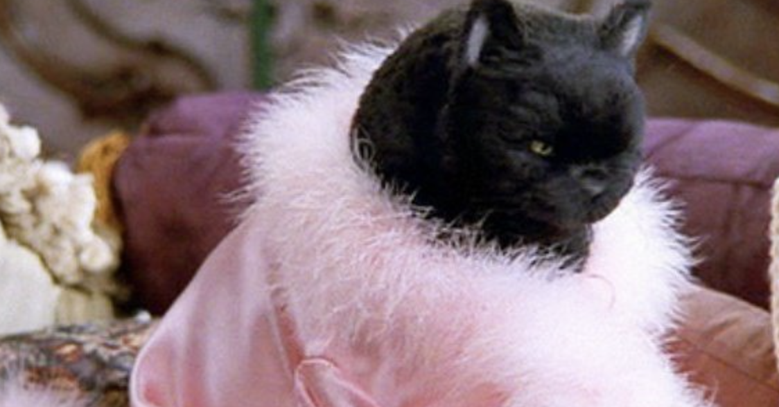 We Know Which Cat Breed Matches Your Vibe So Pretend To Be One For A