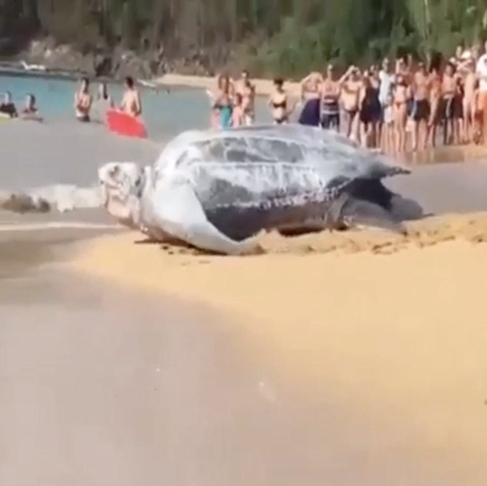 Pictures Of Things Too Large For Comfort