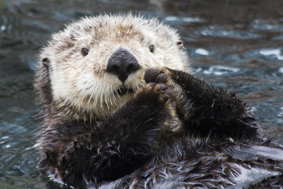 106 Cute Animal Pictures That'll Take Your Mind Off Things