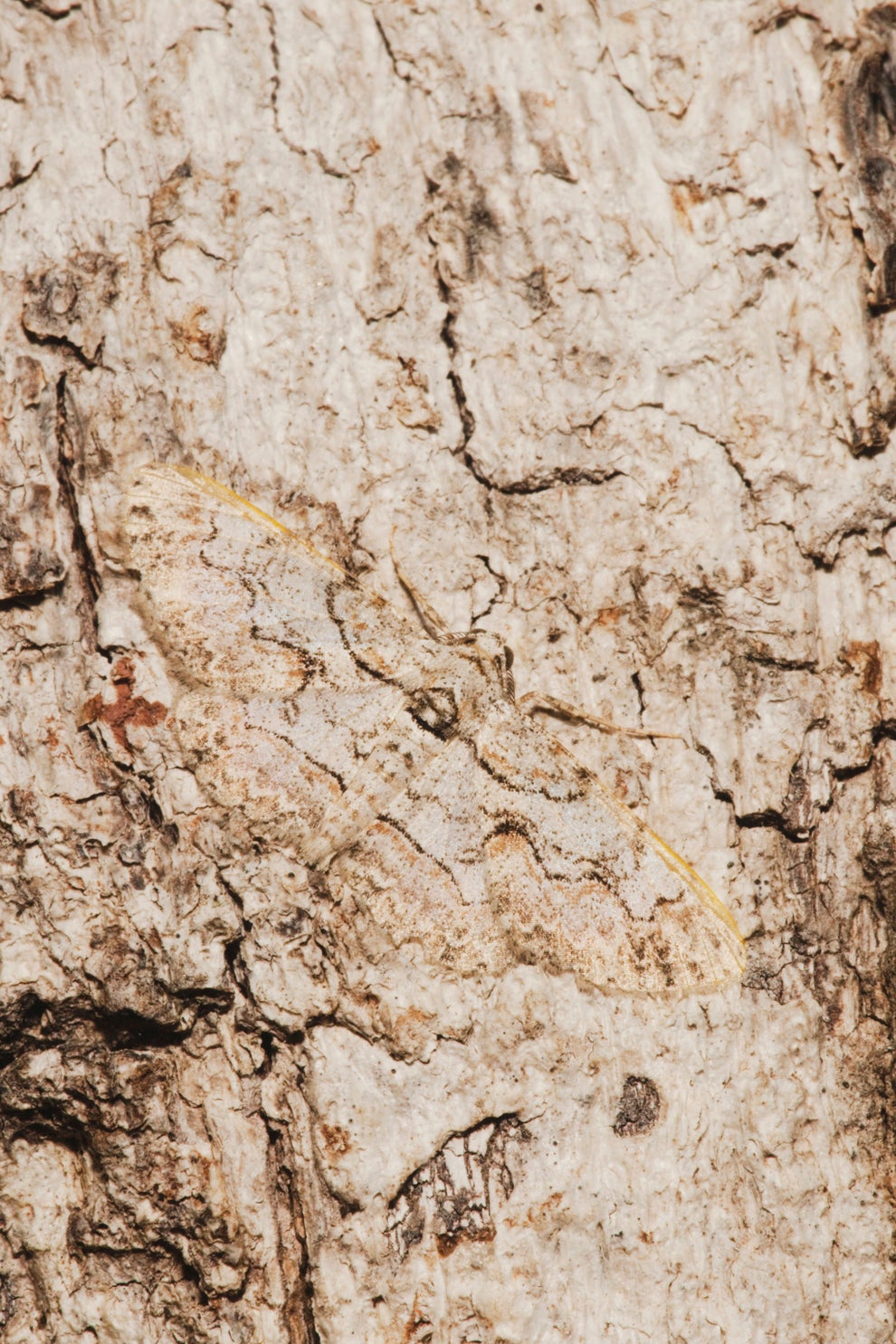 22 Excellent Examples Of Animal Camouflage