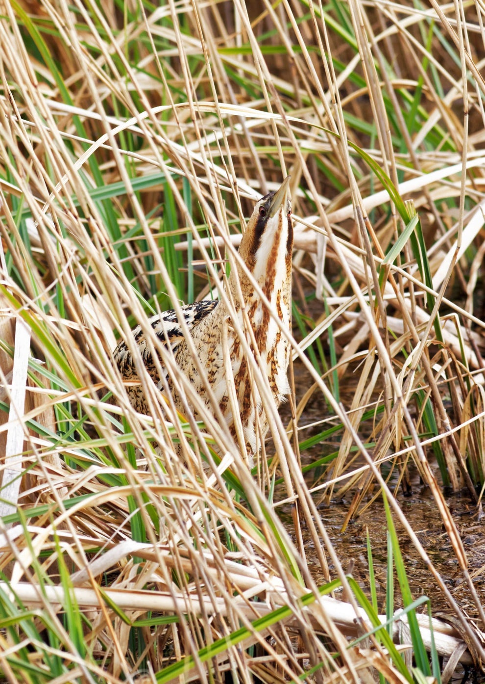 22 Excellent Examples Of Animal Camouflage