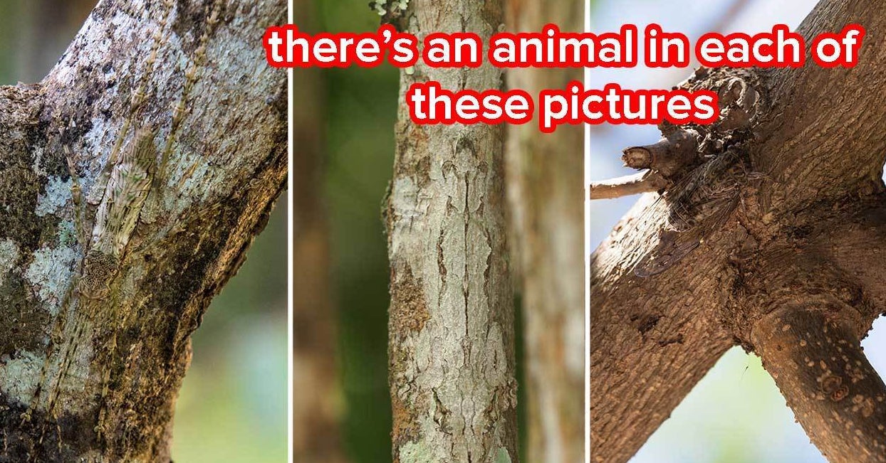 22 Excellent Examples Of Animal Camouflage