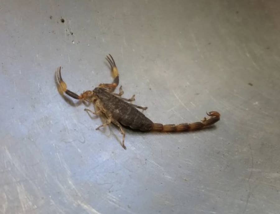Scary Australian Animals