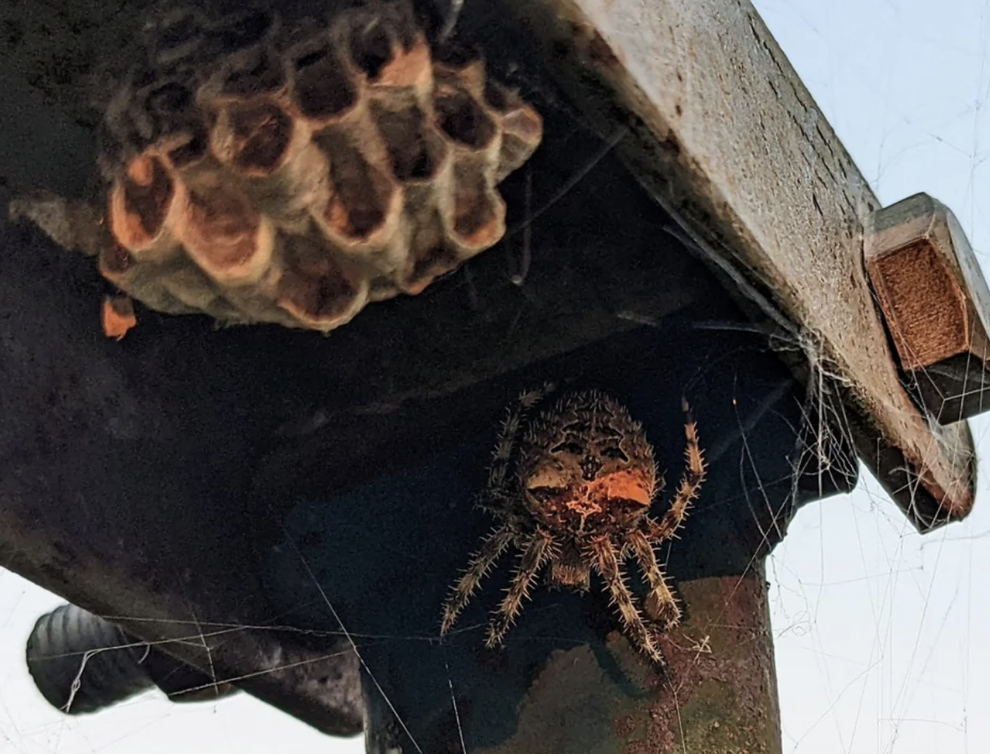 56 Terrifying Photos Of Australian Creatures