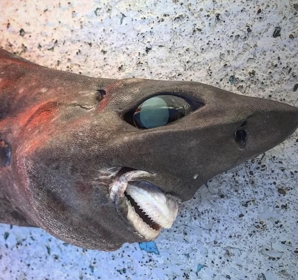 56 Terrifying Photos Of Australian Creatures