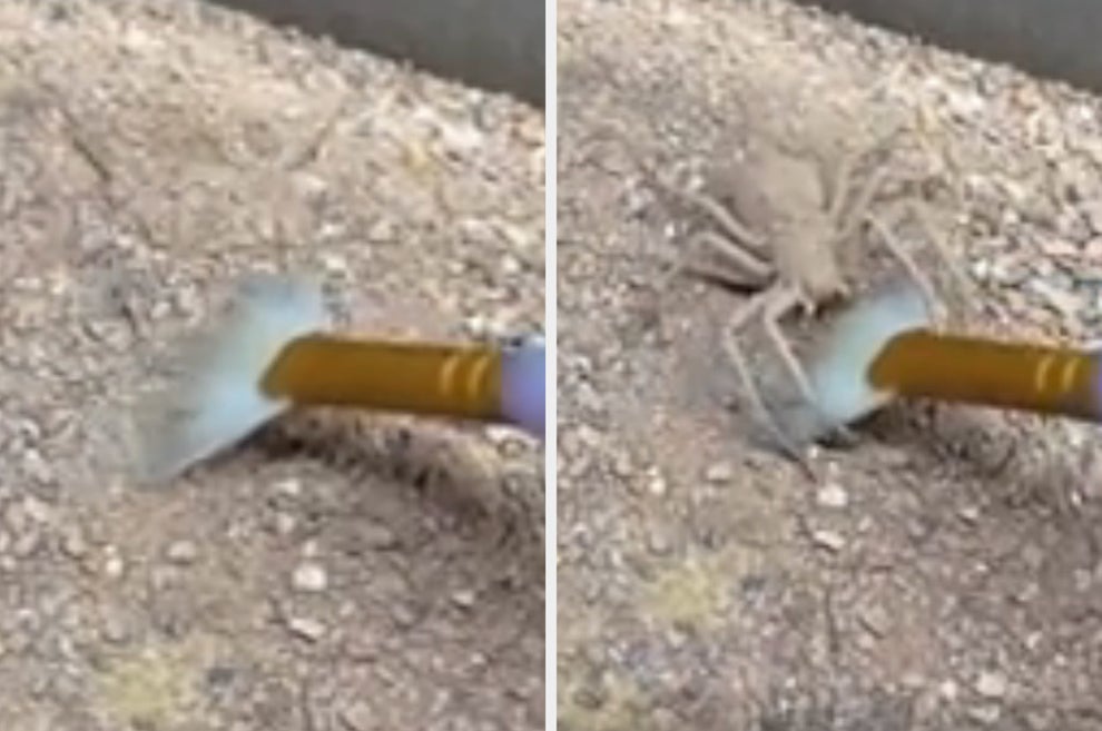 56 Terrifying Photos Of Australian Creatures