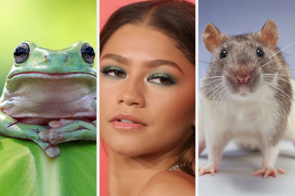 Teoría de la rana o la rata en TikTok