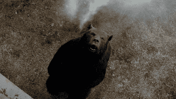 "Cocaine Bear" Behind-The-Scenes Facts You Might Not Know