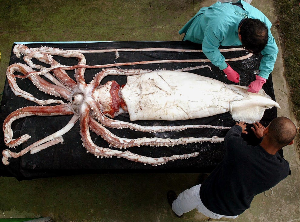 20 Deep Sea Creatures That Legit Look Like Aliens