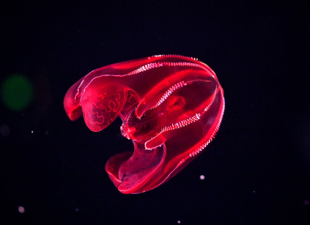 20 Deep Sea Creatures That Legit Look Like Aliens