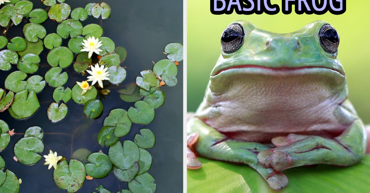 Frog Personality Quiz