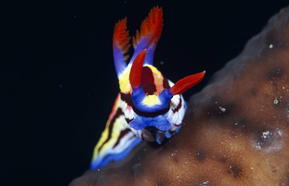 19 Alien-Like Deep Sea Creatures That Make Me Never Want To Go To The Ocean