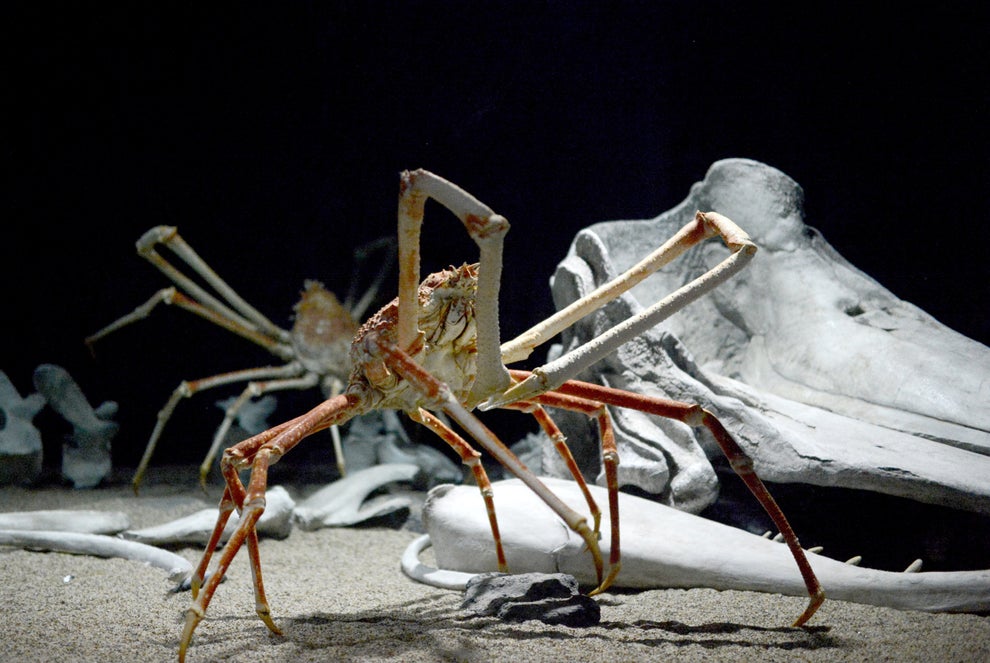 19 Alien-Like Deep Sea Creatures That Make Me Never Want To Go To The Ocean