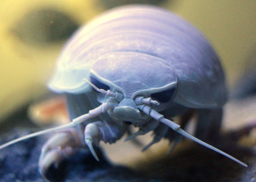 19 Alien-Like Deep Sea Creatures That Make Me Never Want To Go To The Ocean
