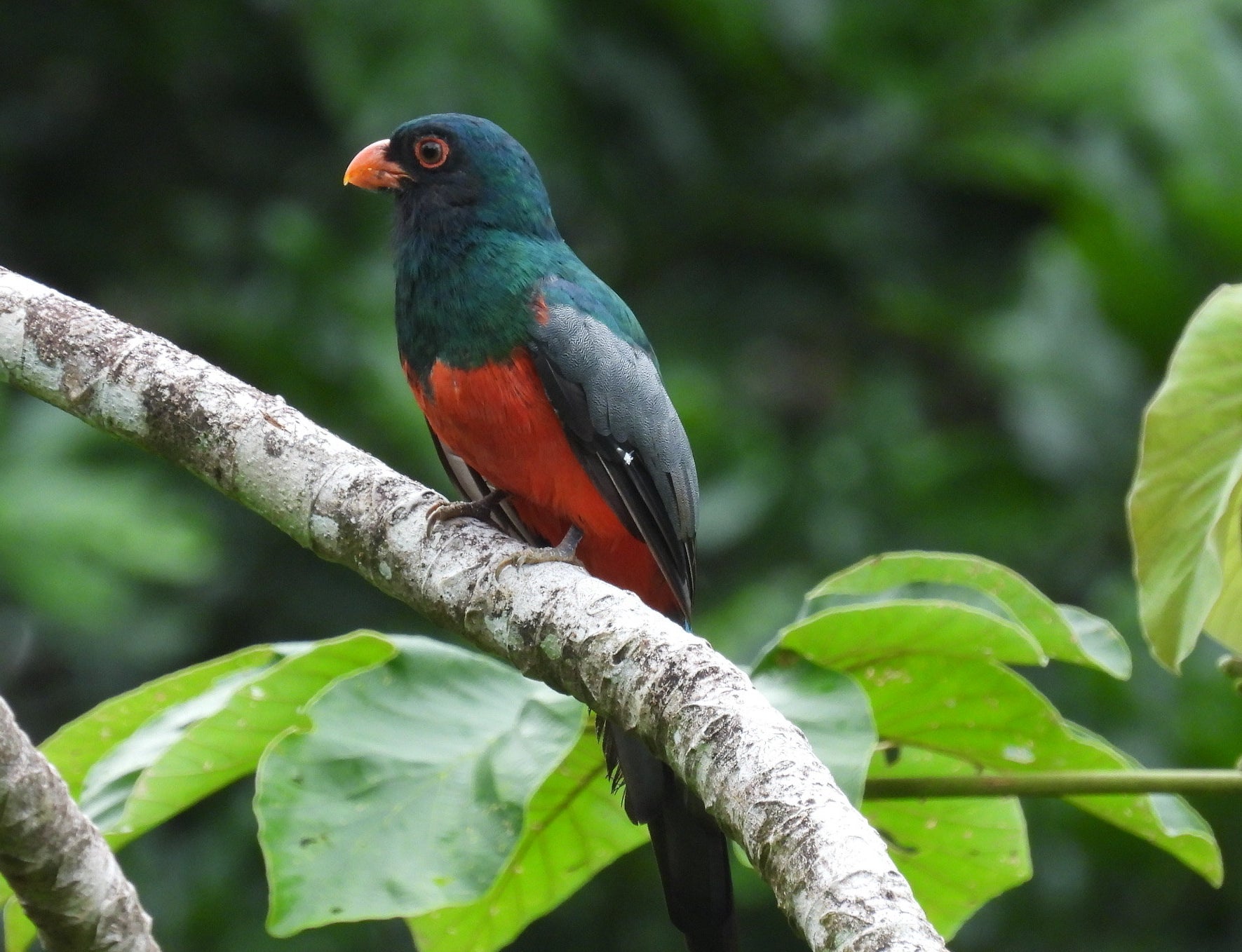 Drake Bay, Costa Rica: The Slice of Paradise You Didn't Know You Needed