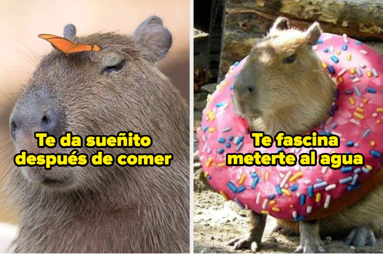 Capibara dibujos bonitos