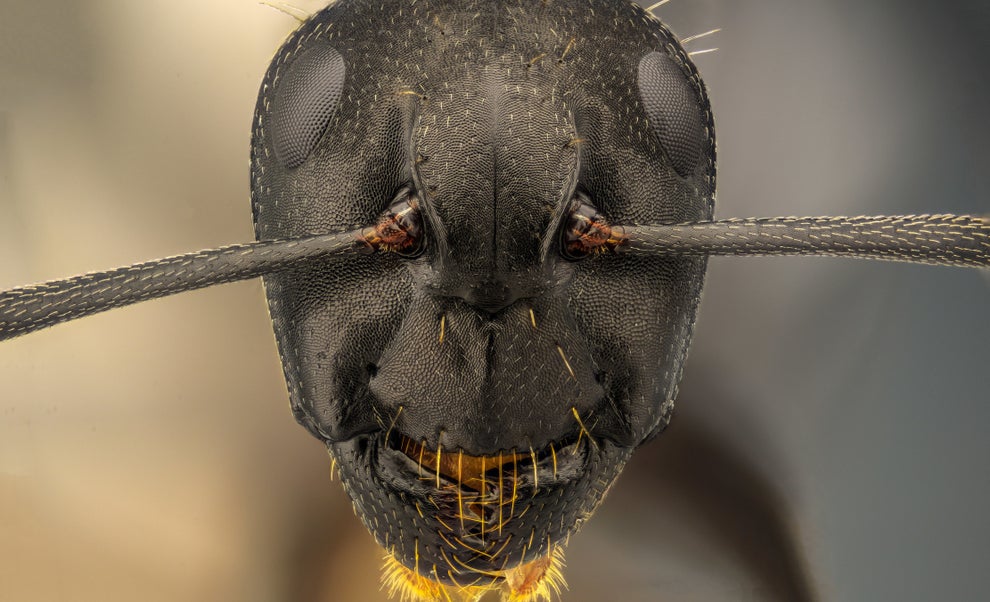 My Teeny-Tiny Little Pea-Sized Brain Is Completely Blown After Seeing ...