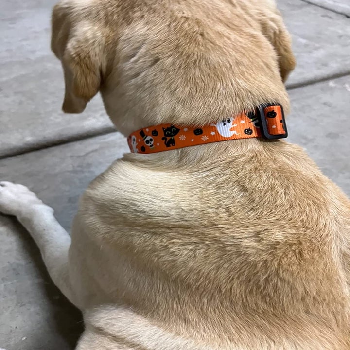 27 Products For Dog Owners That Have Rave Reviews For A Reason
