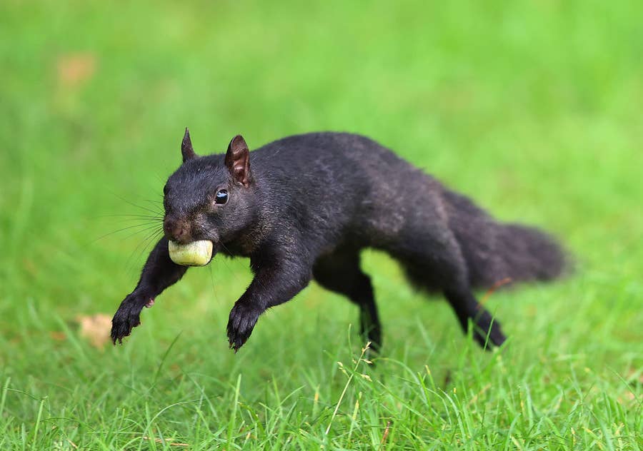 coolest squirrels