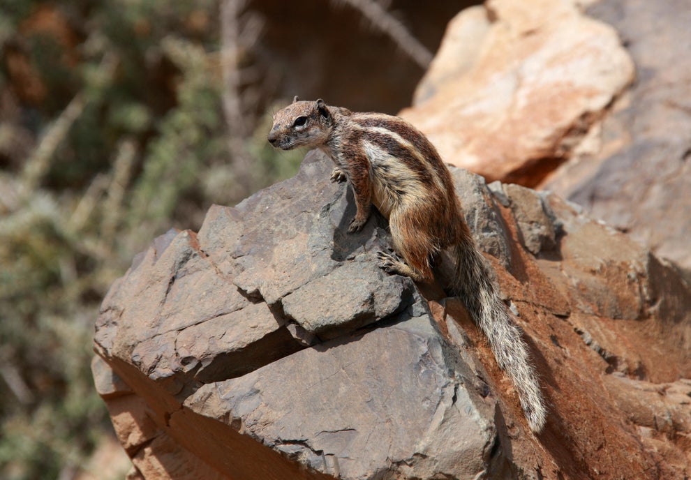 What Squirrels Look Like Around the World