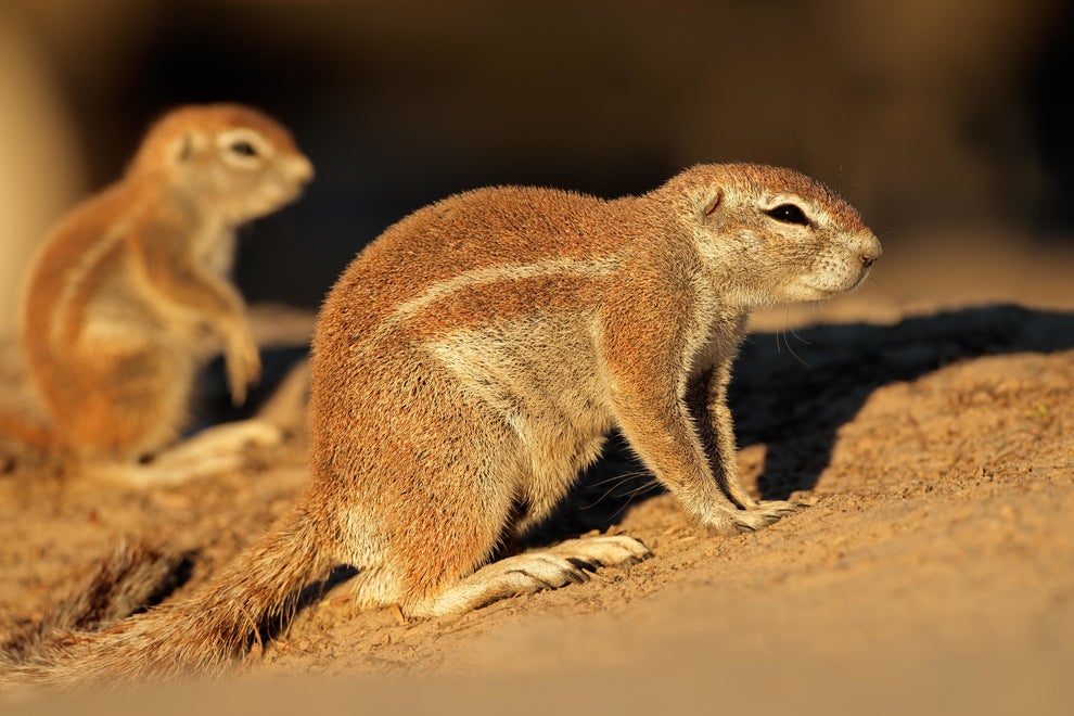 What Squirrels Look Like Around the World