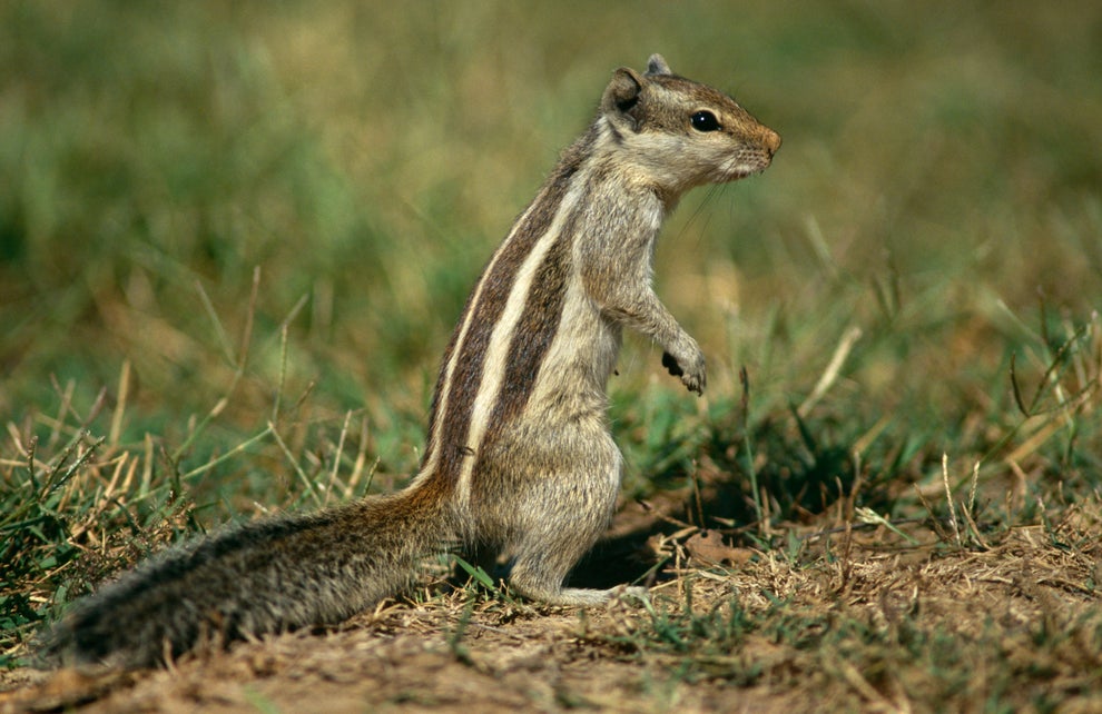 What Squirrels Look Like Around the World