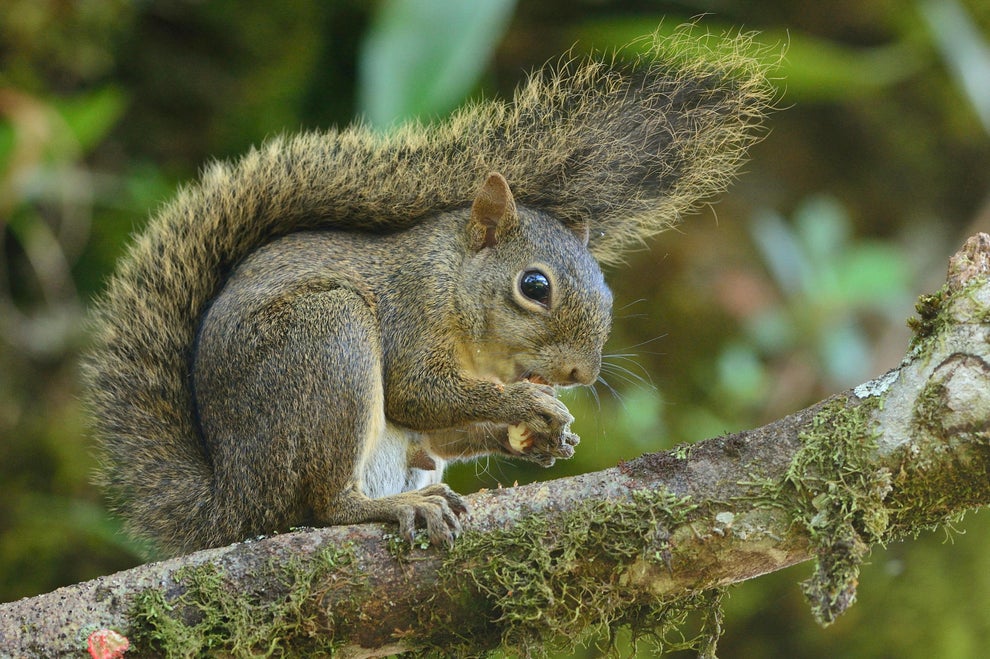What Squirrels Look Like Around the World