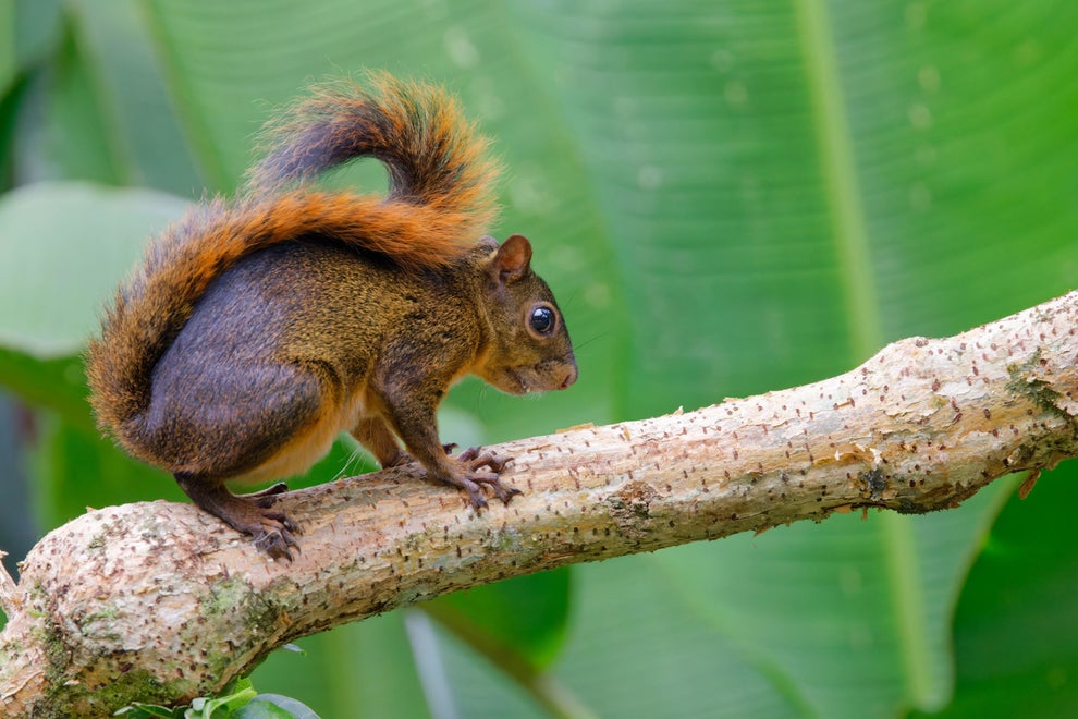 What Squirrels Look Like Around the World
