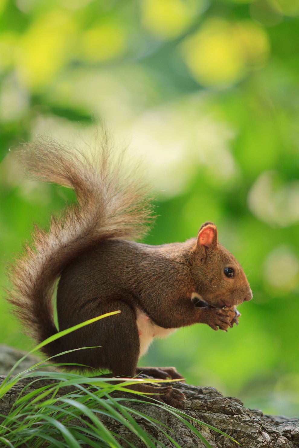 What Squirrels Look Like Around the World