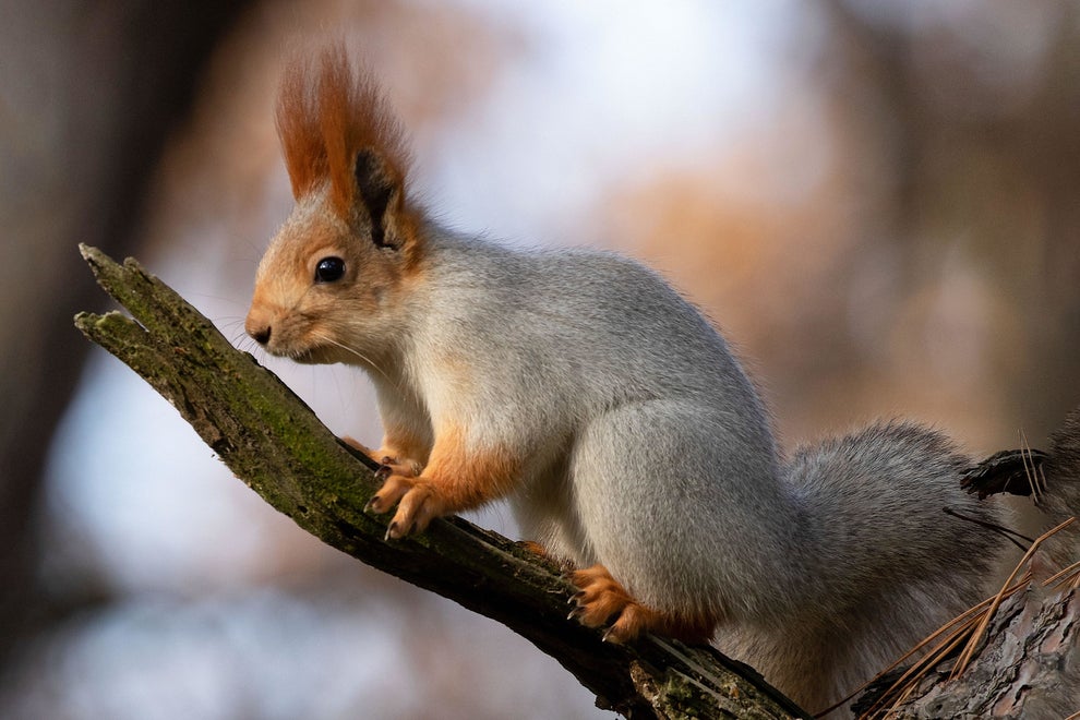 What Squirrels Look Like Around the World