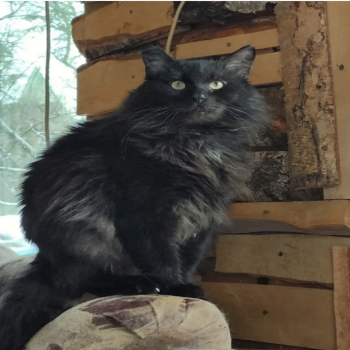 Reddit Cat Photos Before And After Rescue