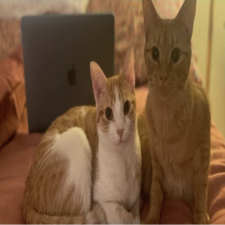 Reddit Cat Photos Before And After Rescue