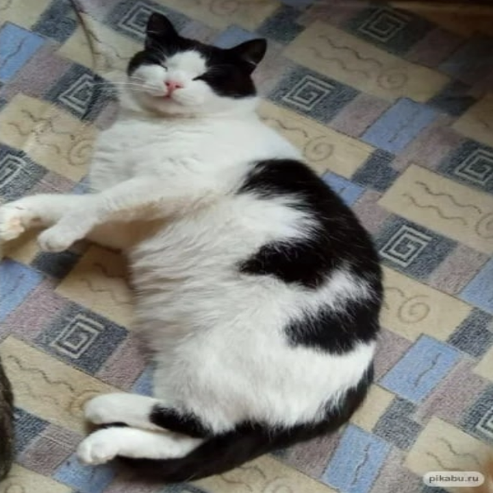 Reddit Cat Photos Before And After Rescue