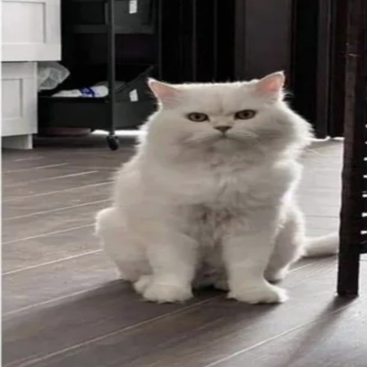 Reddit Cat Photos Before And After Rescue