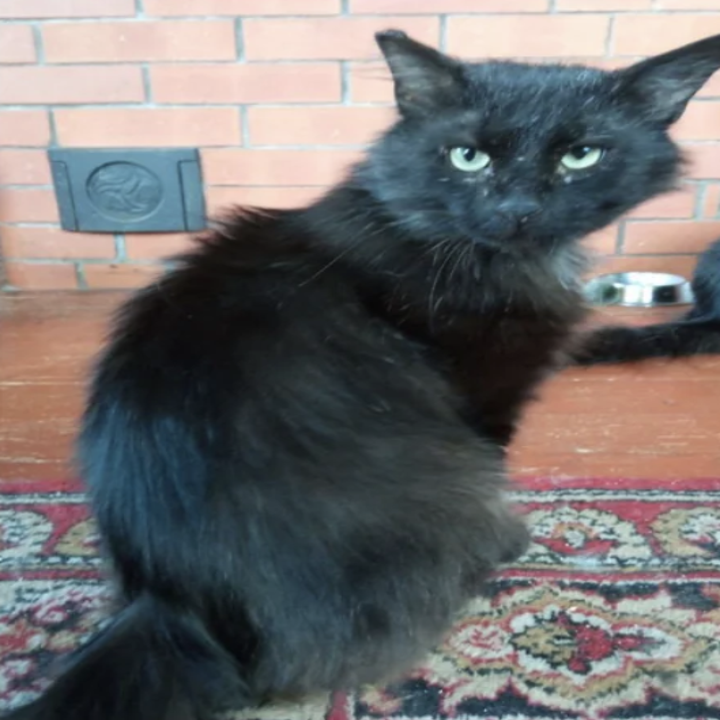 Reddit Cat Photos Before And After Rescue