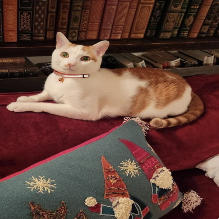 Reddit Cat Photos Before And After Rescue