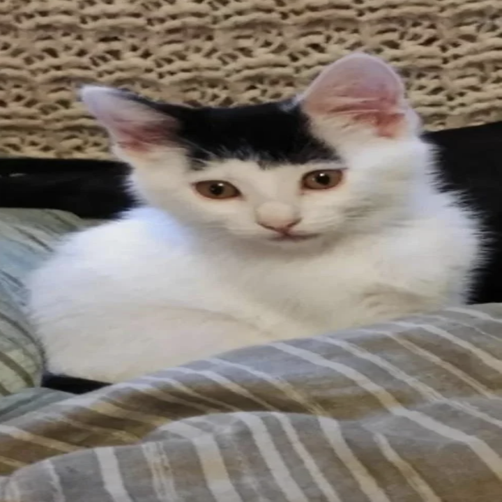 Reddit Cat Photos Before And After Rescue